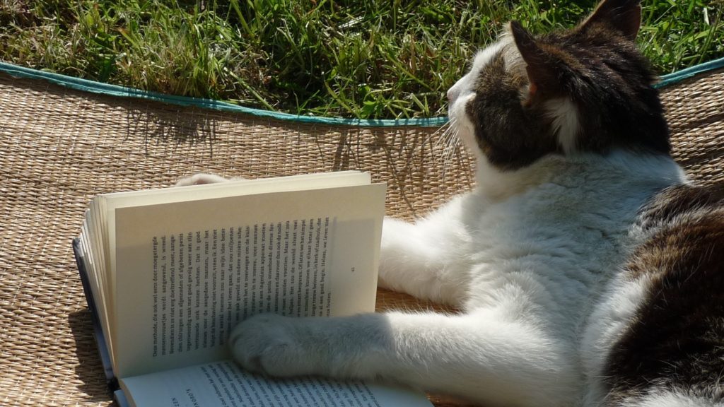 10 Must-Have Cat Books for Your Collection - CatCon Worldwide