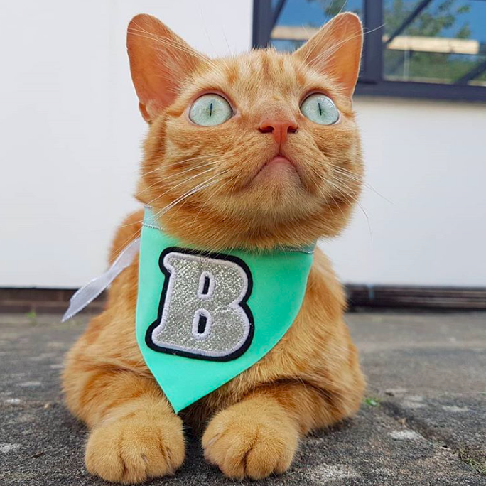 Let’s Go Global with @buggy_supercat - CatCon Worldwide