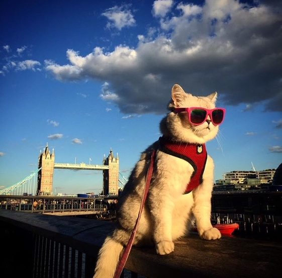 Adventure Cats We Love - CatCon Worldwide