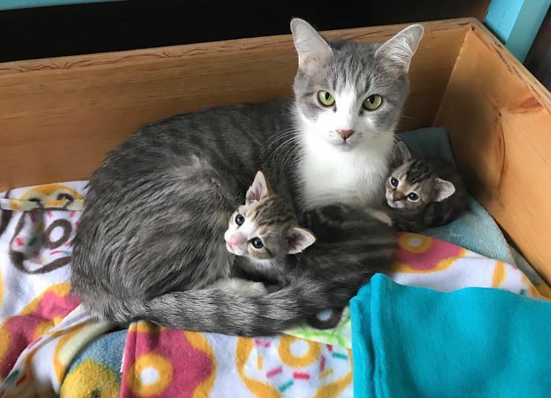 Meet the Youngest Old Cat Lady - CatCon Worldwide