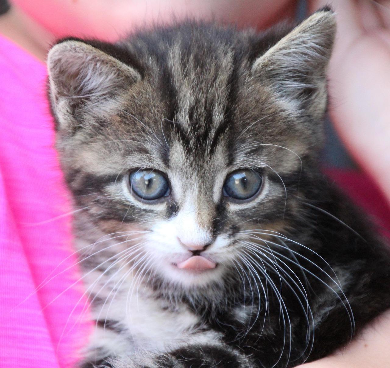 Bleps That We're Thankful For - CatCon Worldwide