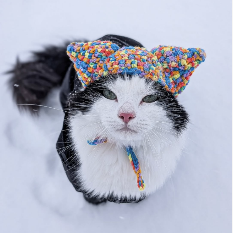 How Cats Do Winter: The Ultimate Feline Survival Guide! - CatCon Worldwide